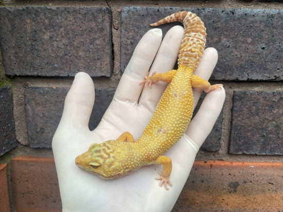 Hybino (Tremper) Leopard Gecko by Crystal Palace Reptiles