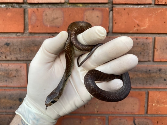 Unicolor Cribo (Drymarchon Melanurus Unicolor) Cribo & Indigo Snakes by ...