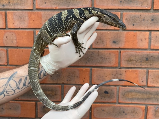 Roughneck Monitor - Varanus Rudicollis Black Roughneck Monitor by ...