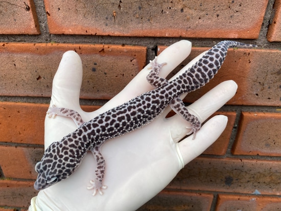 Super Mack Snow - Bold Line Leopard Gecko by Crystal Palace Reptiles