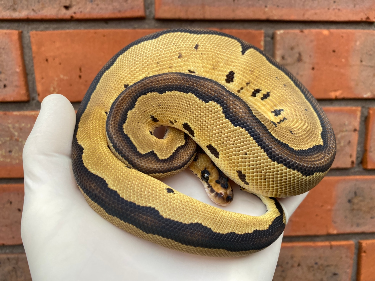 Clown 100% het TSK Axanthic