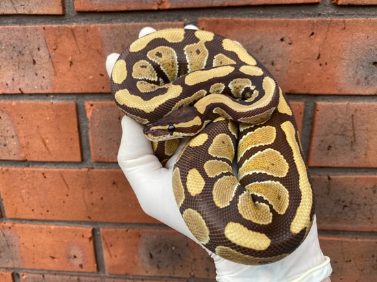 Monarch Ball Python by Crystal Palace Reptiles