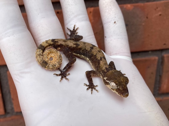1.1 Pair - Malaysian WhiteEyed Forest Gecko (Cyrtodactylus Elok) More ...