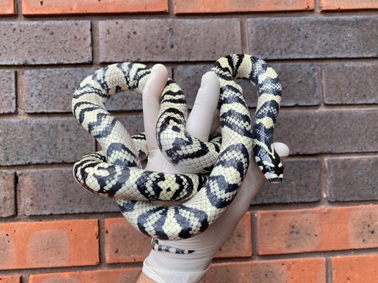 Axanthic Mandarin (Euprepiophis Mandarinus) Mandarin Rat Snake by ...