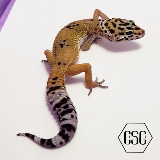 Hypo, Tangerine, Het Bell, Pos Het Eclipse Leopard Gecko by Crystal ...