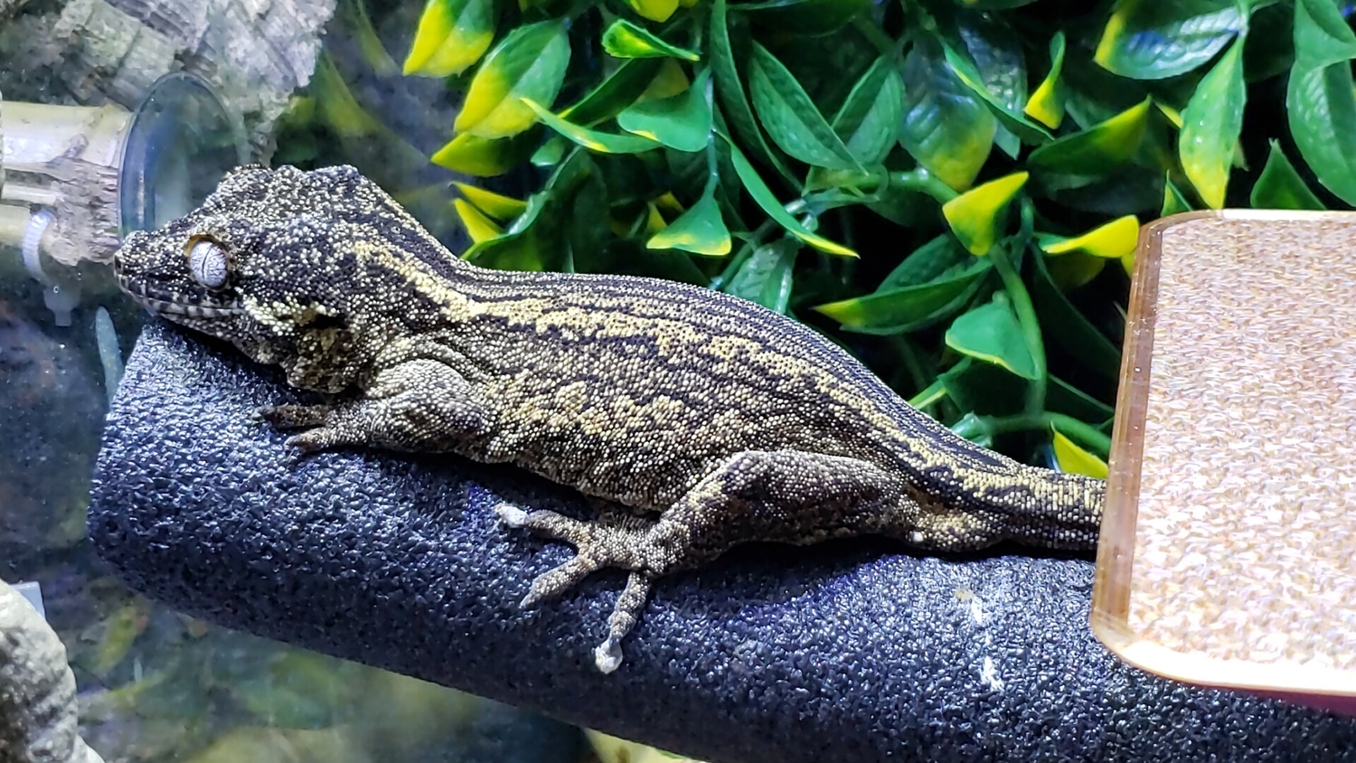 Black/Yellow Base (Atlas) Gargoyle Gecko by Crystals Creatures ...
