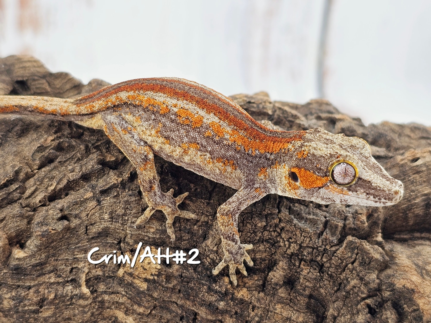 Red Stripe Gargoyle Gecko by Crystals Creatures - MorphMarket