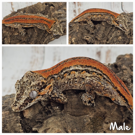Red/Orange Stripe Gargoyle Gecko by Crystals Creatures