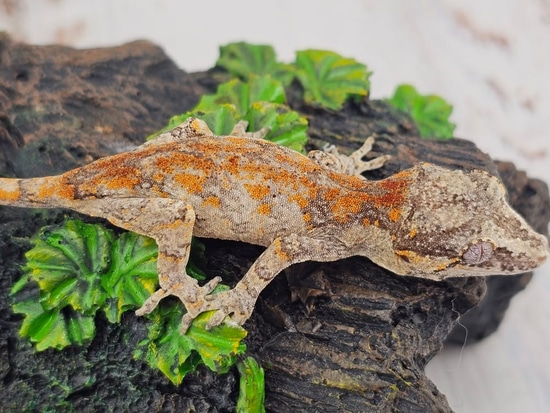 Skeleton Gargoyle Gecko by Crystals Creatures