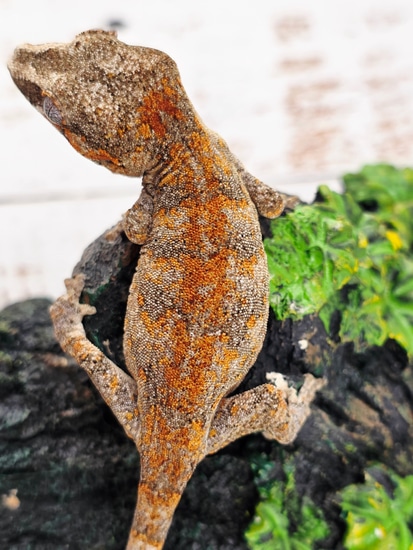 Skeleton Gargoyle Gecko by Crystals Creatures
