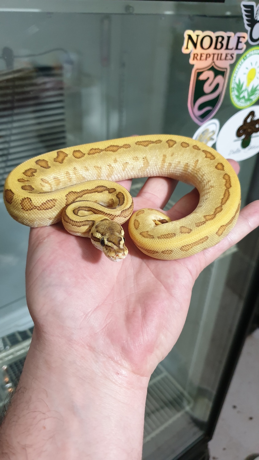 Cypress Enchi Fire Leopard Mojave Pinstripe Yellow Belly 100% Het Hypo ...