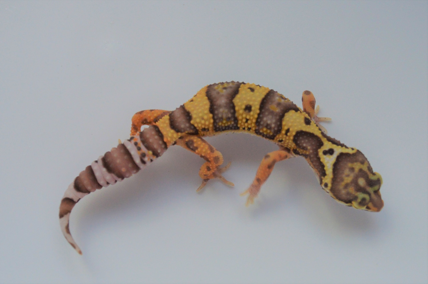 Mack Snow Bell Albino Het Eclipse Leopard Gecko by Manic Morphs ...