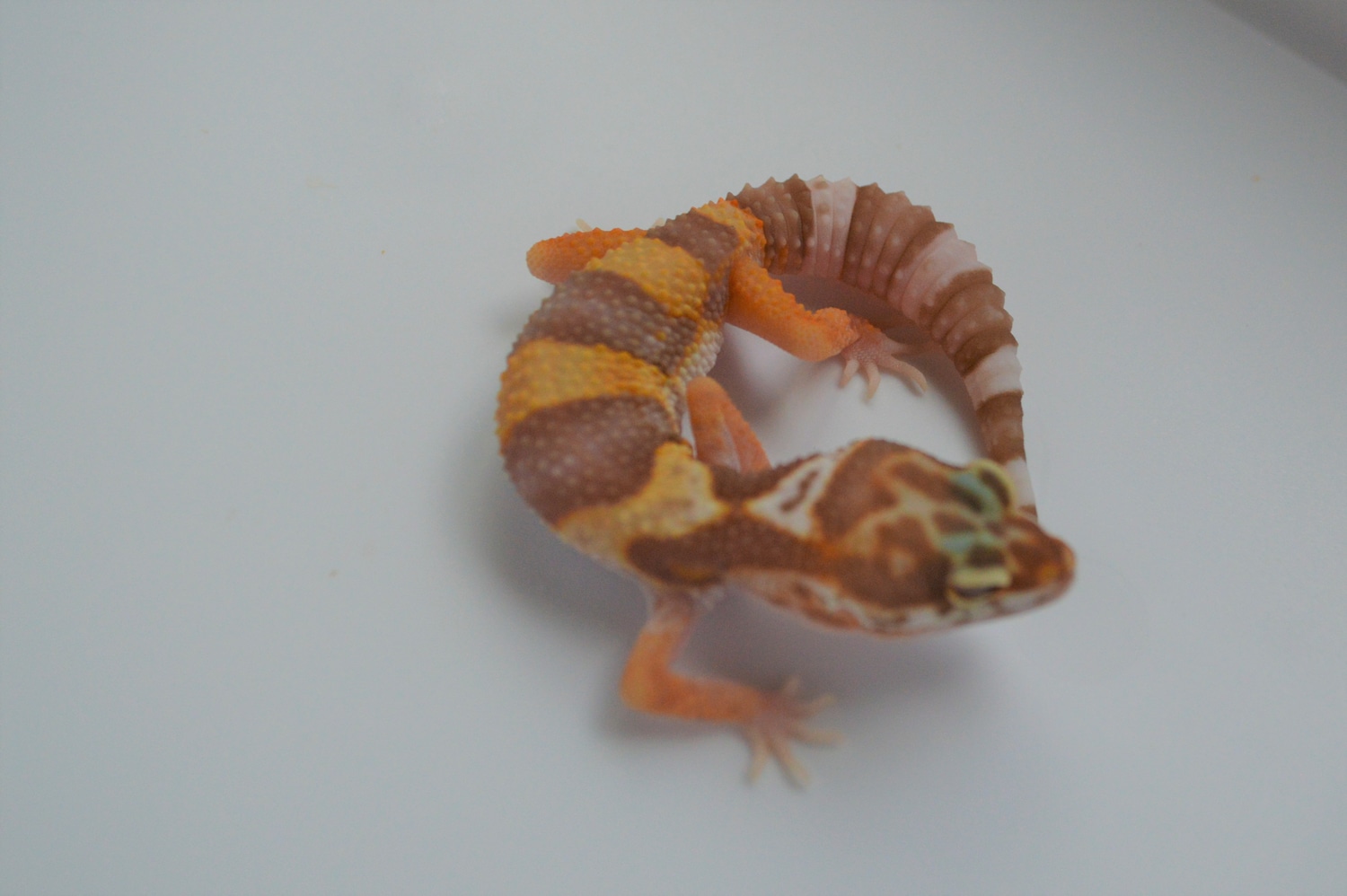 Mack Snow Bell Albino Tangerine Poss Het Eclipse Leopard Gecko by Manic ...