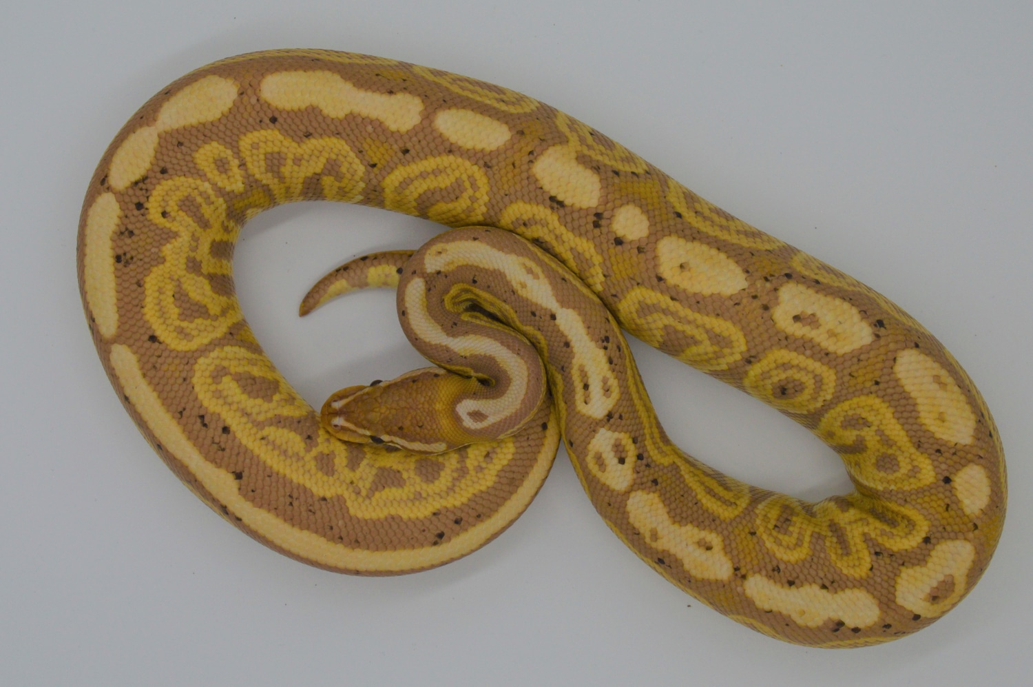 Banana Black Pastel Ball Python by Manic Morphs - MorphMarket