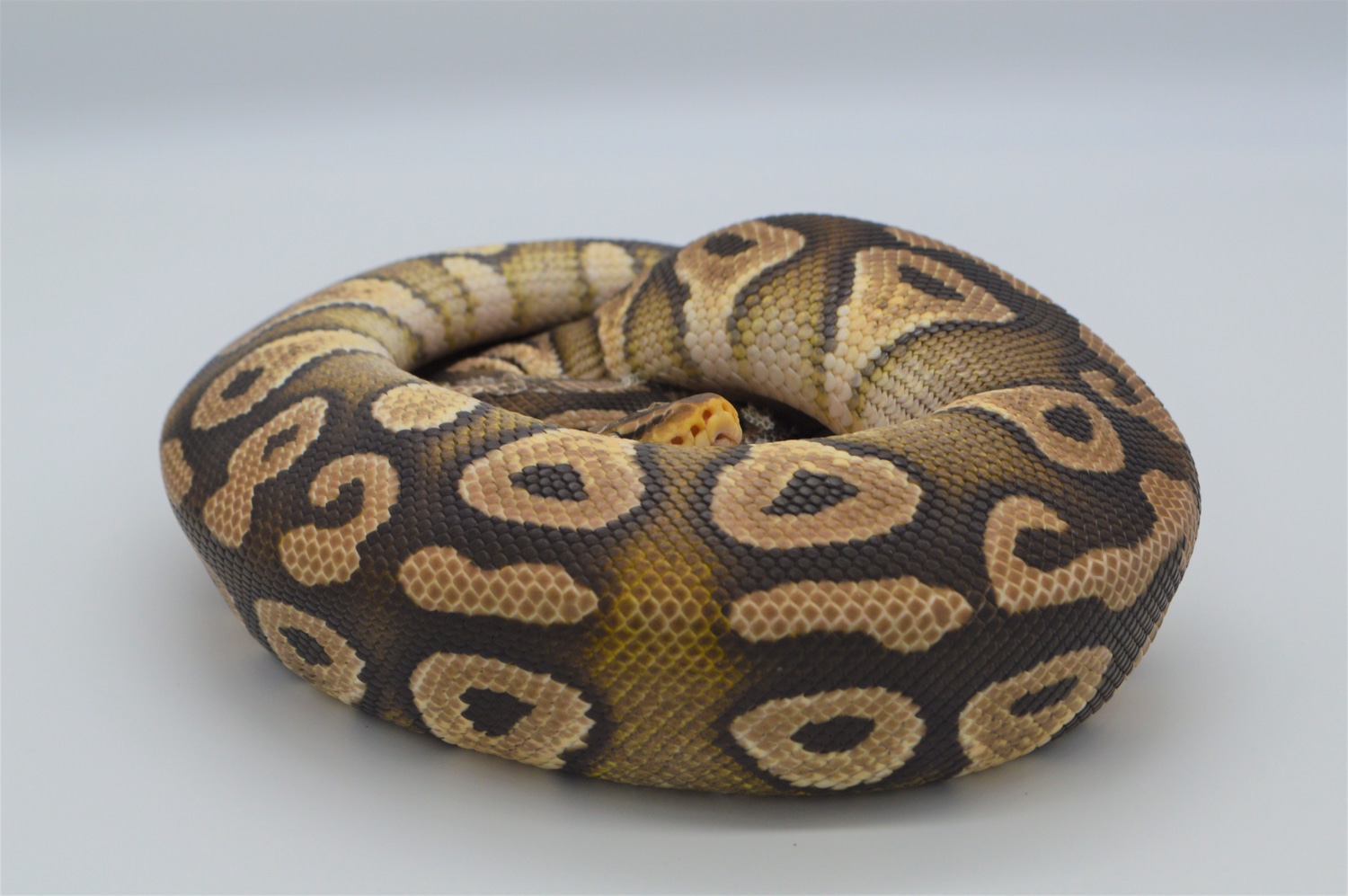 Pastave Het Desert Ghost Ball Python by Manic Morphs - MorphMarket