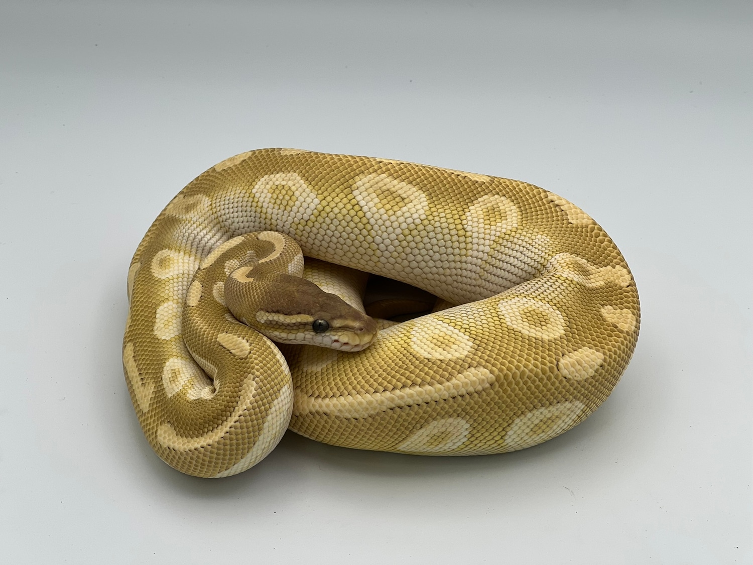 Mystic Potion Ball Python by Trippin BallZ Reptiles - MorphMarket