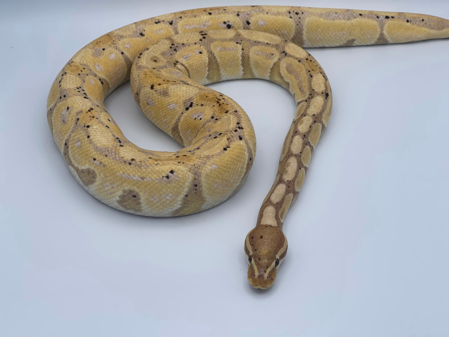 Banana Ball Python by Trippin BallZ Reptiles - MorphMarket