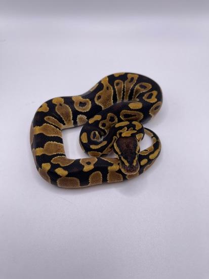 Mota Ball Python by Genetic Engineered Morph Suppliers