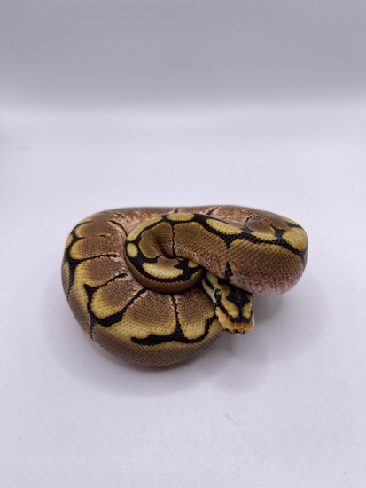 Raven Cinnabee Yellow Belly Ball Python by Genetic Engineered Morph ...