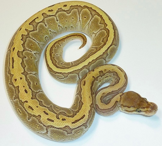 Kingpin Ball Python by Scheirer Exotics