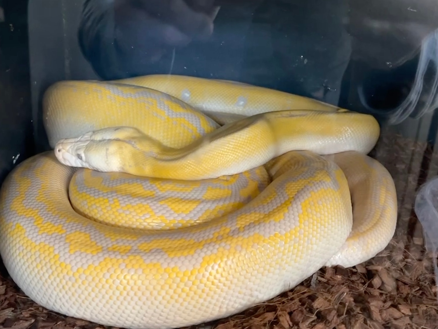 Purple Golden Child Reticulated Python by Scheirer Exotics - MorphMarket