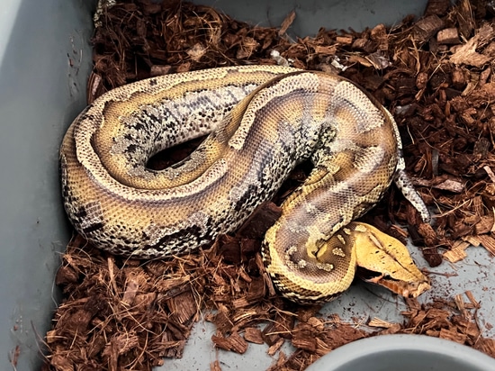 Matrix Blood Python by Scheirer Exotics