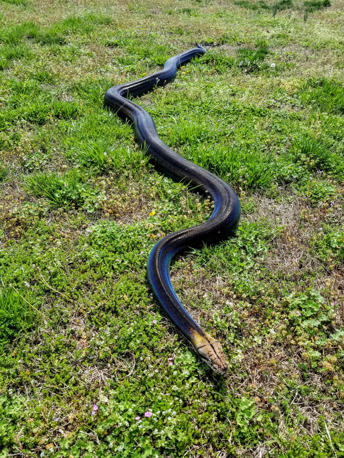 Black Motley Golden Child Het Purple 2x Proven Reticulated Python by ...