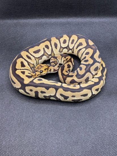 Spotnose Clown Ball Python by CSS Pythons
