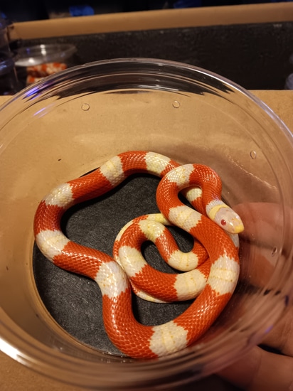 Albino Het Splotched Nelson's Milk Snake by Sharp Shooter Reptiles