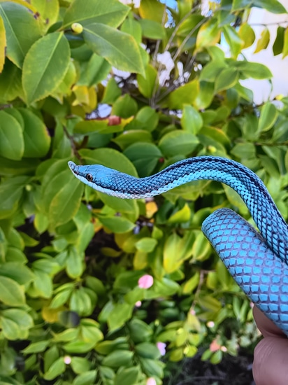 Sub Adult BLUE Phase Barons Racer More Colubrid by Sharp Shooter Reptiles