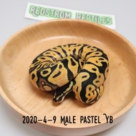 Pastel Calico Yellow Belly Ball Python by Redstrom Reptiles - MorphMarket