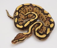 Fire Yellow Belly Or Specter Ball Python by Redstrom Reptiles - MorphMarket
