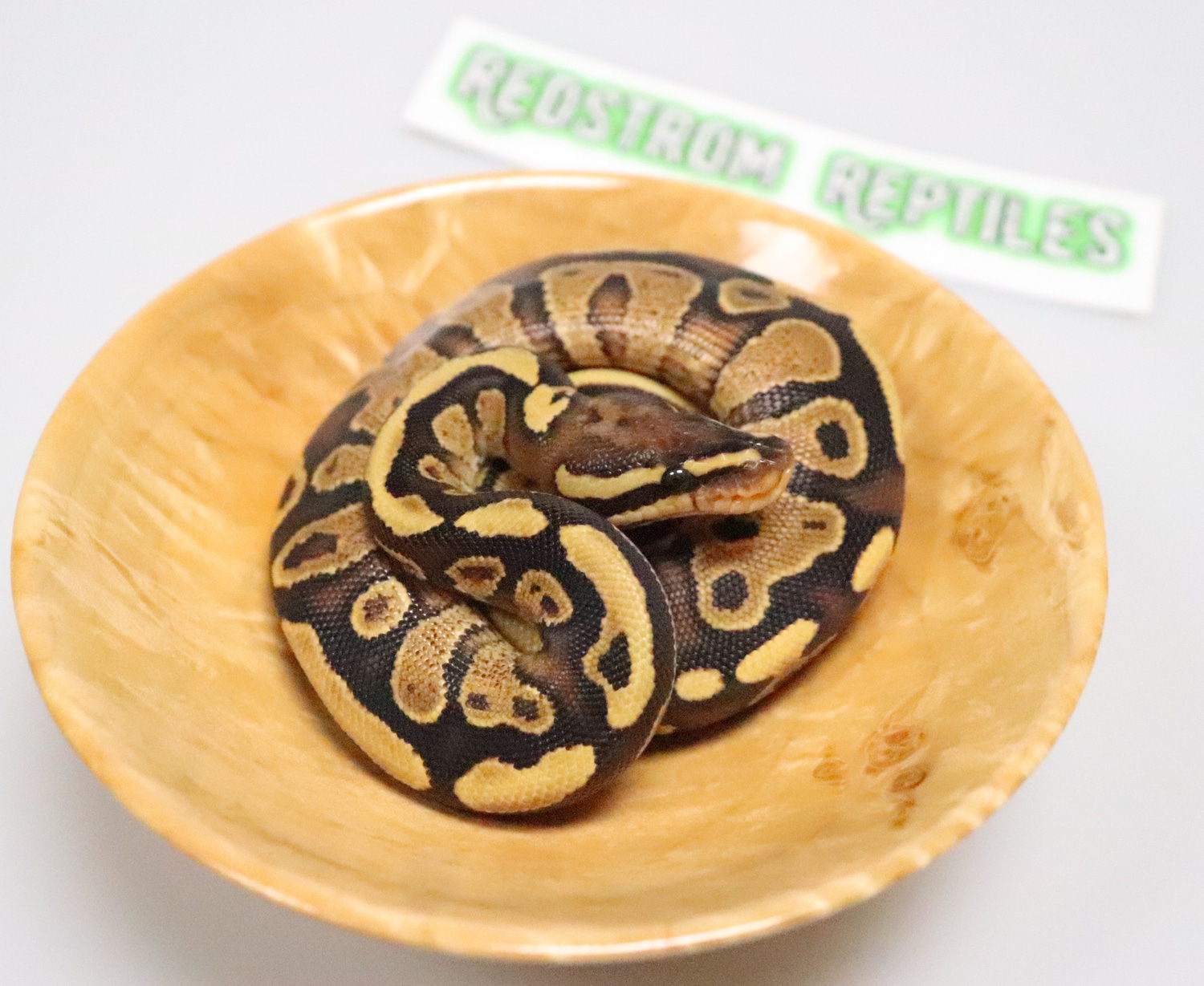 Fire Yellow Belly Or Specter Ball Python by Redstrom Reptiles - MorphMarket