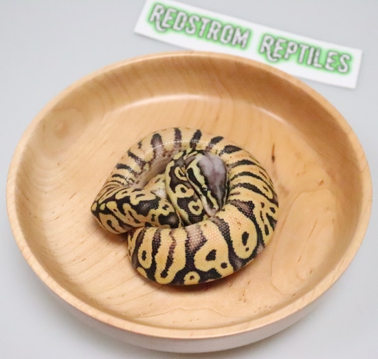 Super Pastel Yellow Belly Ball Python by Redstrom Reptiles - MorphMarket