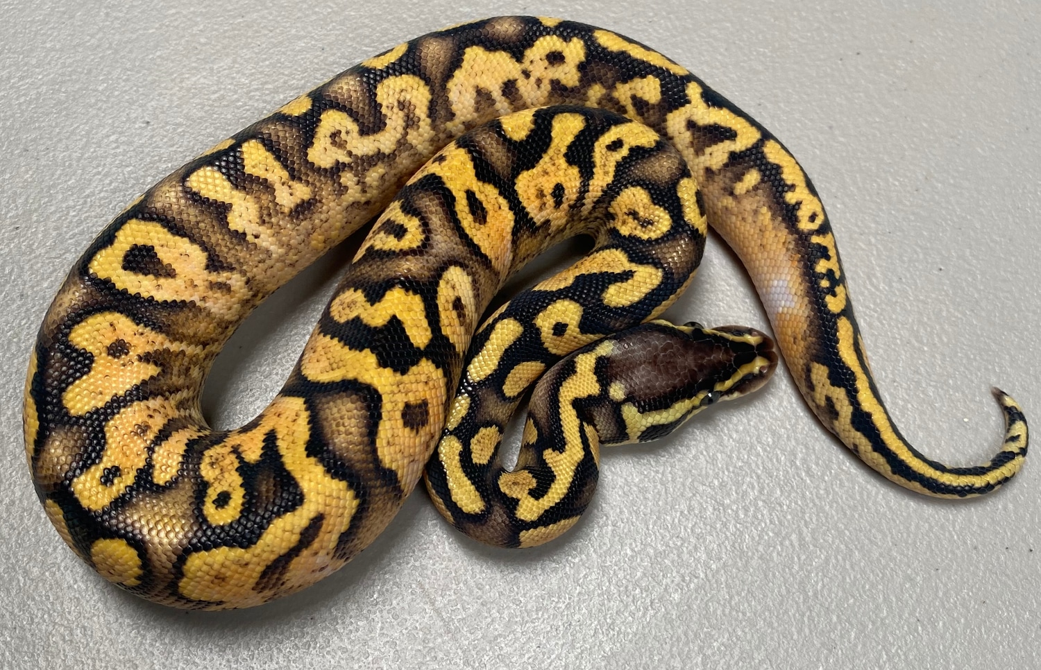 Pastel Calico Yellow Belly Ball Python by Redstrom Reptiles - MorphMarket