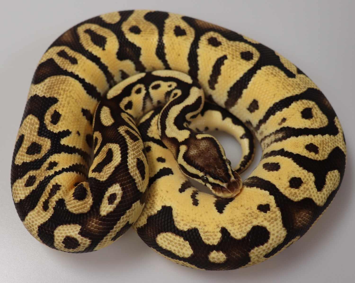 Firefly 66% Het Albino Ball Python by Redstrom Reptiles - MorphMarket