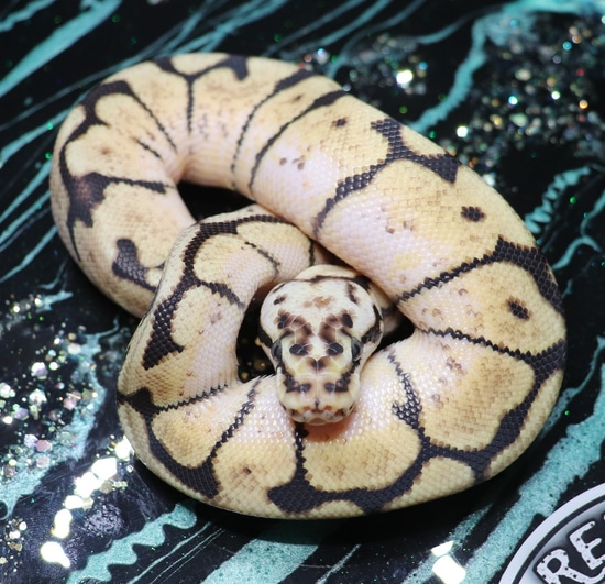 Bumblebee Het TSK Axanthic Ball Python by Redstrom Reptiles