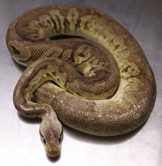 Fire Pewter Ball Python by Redstrom Reptiles