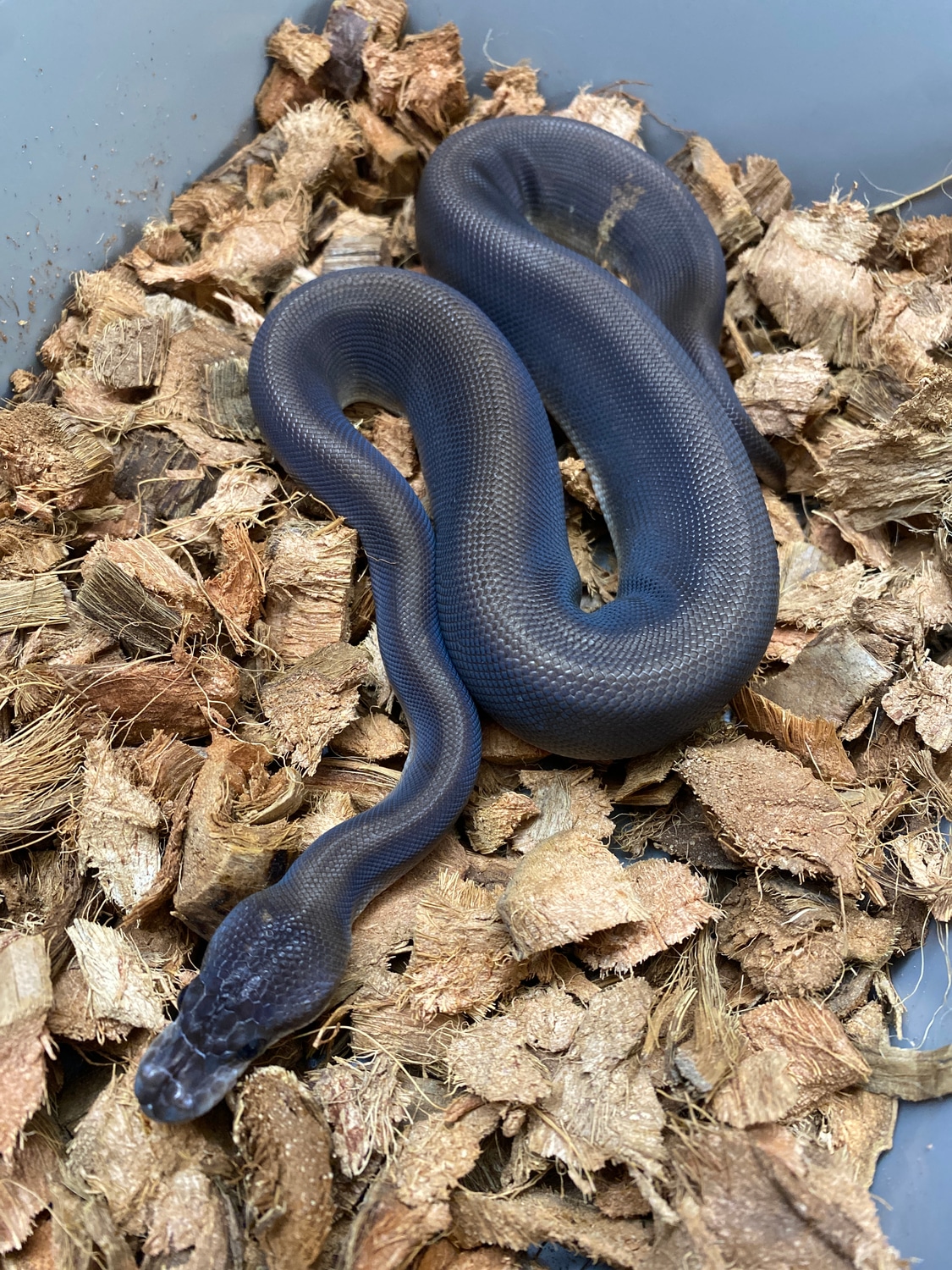 Super Cinnamon Ball Python by Redstrom Reptiles - MorphMarket