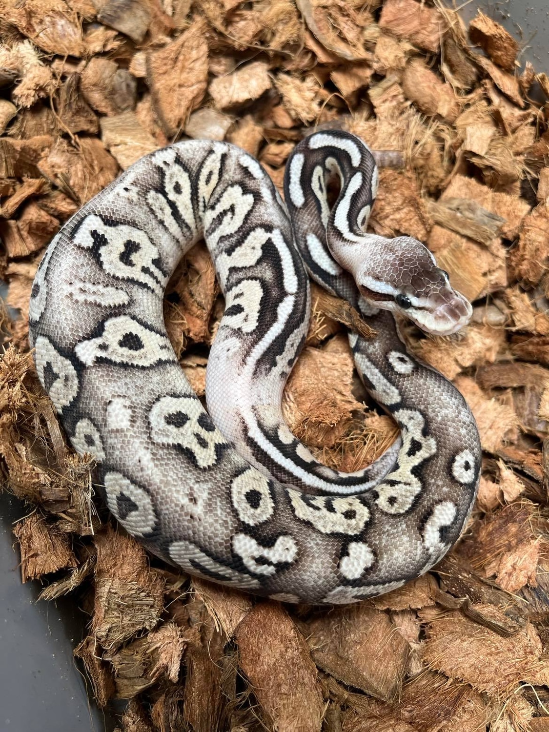 Fire Pewter 50% Het Albino Ball Python by Redstrom Reptiles - MorphMarket