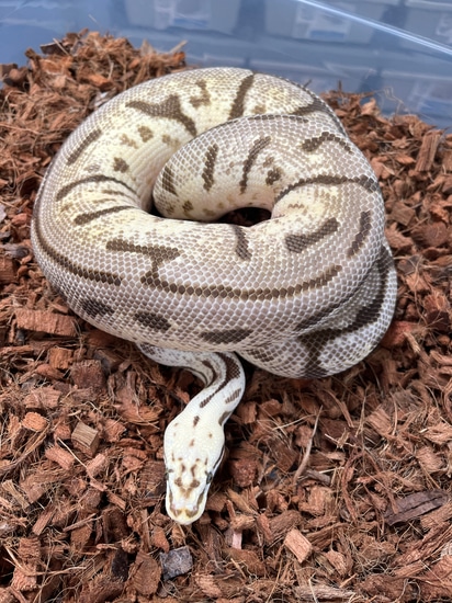 Leopard Firebee Ball Python by Redstrom Reptiles