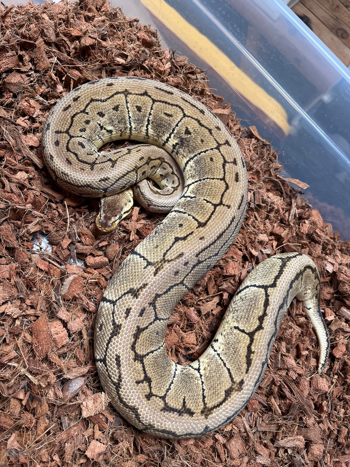 Lemonblast Ball Python by Redstrom Reptiles - MorphMarket