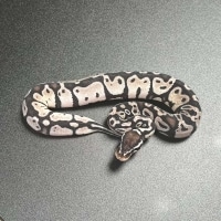 Pastel TSK Axanthic Ball Python by Redstrom Reptiles - MorphMarket