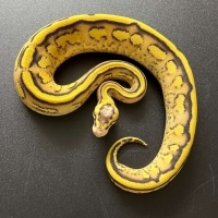 Pastel Super Stripe Ball Python by Redstrom Reptiles