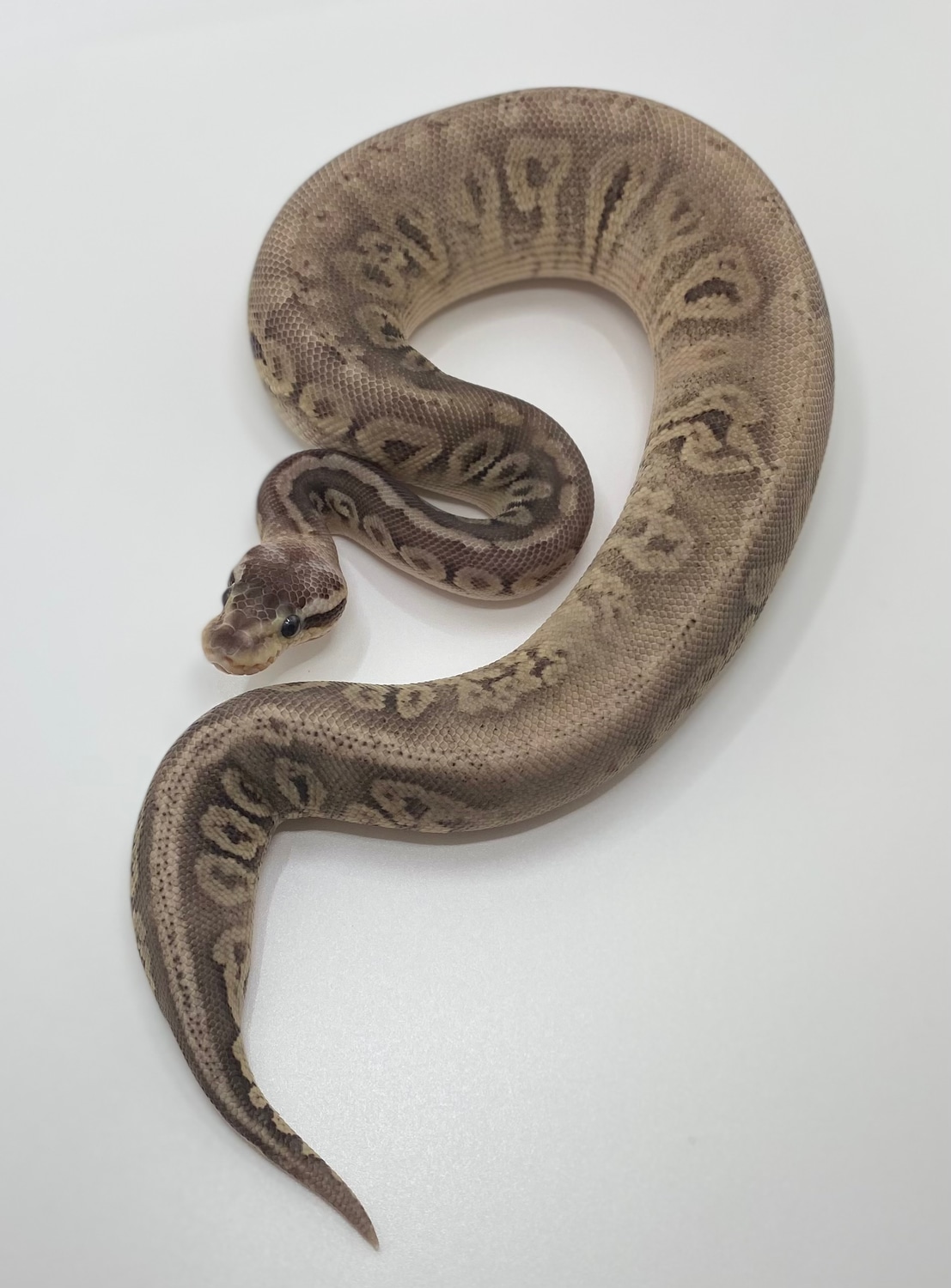 Sterling Het Orange Ghost Ball Python by Redstrom Reptiles - MorphMarket