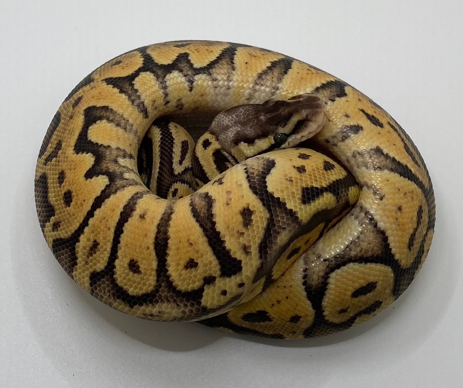 Super Pastel YB OR Specter Ball Python by Redstrom Reptiles - MorphMarket