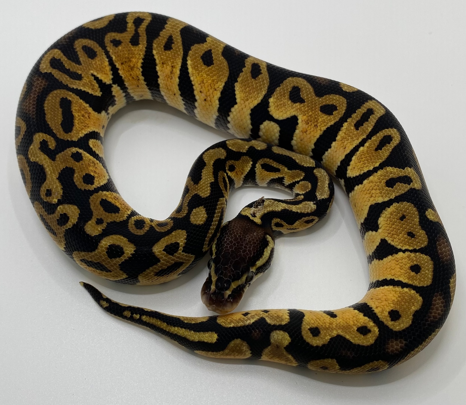 Pastel 100% Het TSK Axanthic Ball Python by Redstrom Reptiles - MorphMarket
