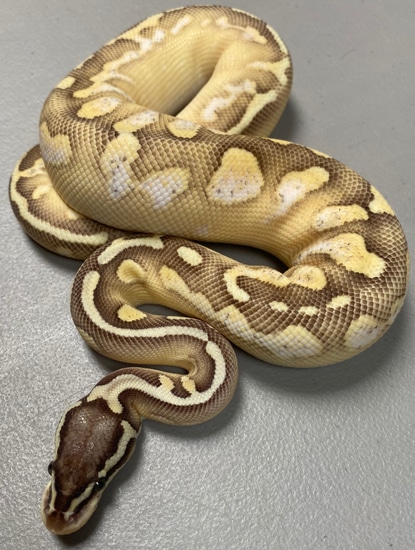 Pastel Lesser Calico Ball Python by Redstrom Reptiles