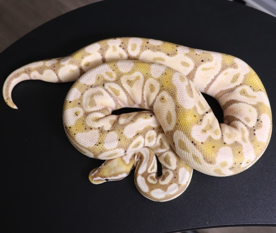 Pastel Coral Glow TSK Axanthic Ball Python by Redstrom Reptiles