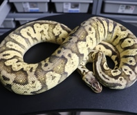 Super Pastel Yellow Belly Ball Python by Redstrom Reptiles - MorphMarket